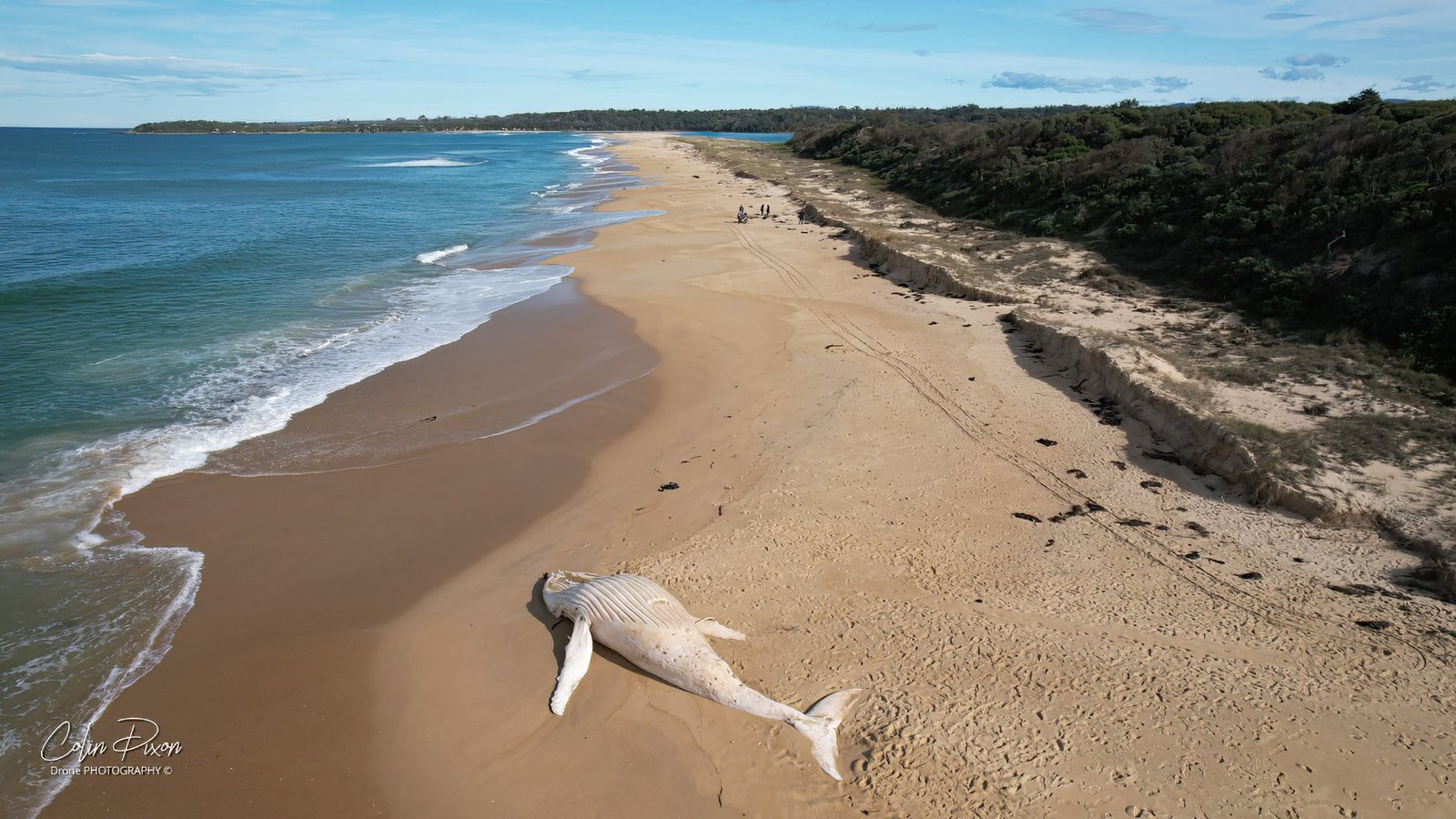 White Whale - Coota.au - Your Gateway to Mallacoota